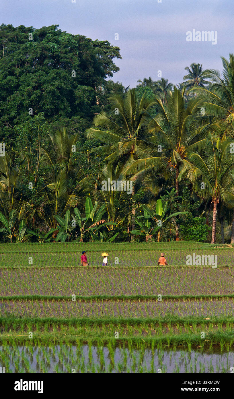 Rice padi farmers, Bali Indonesia Stock Photo - Alamy