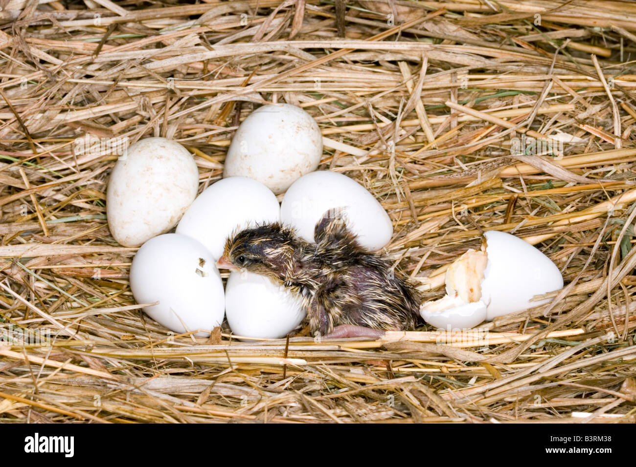Bobwhite Quail Nest