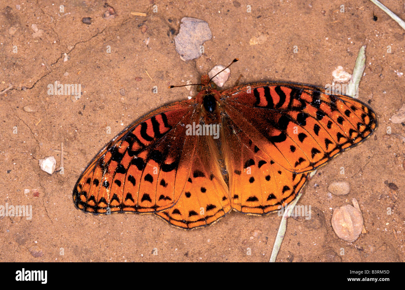 Nokomis Fritillary Speyeria nokomis Stock Photo - Alamy