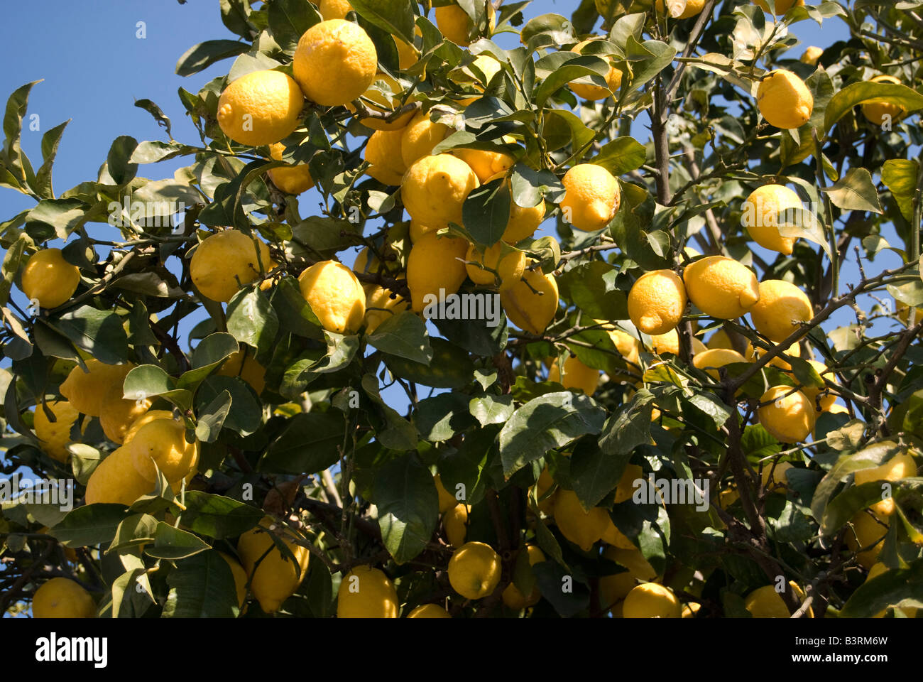 Lemons in lemon tree sunny hi-res stock photography and images - Alamy