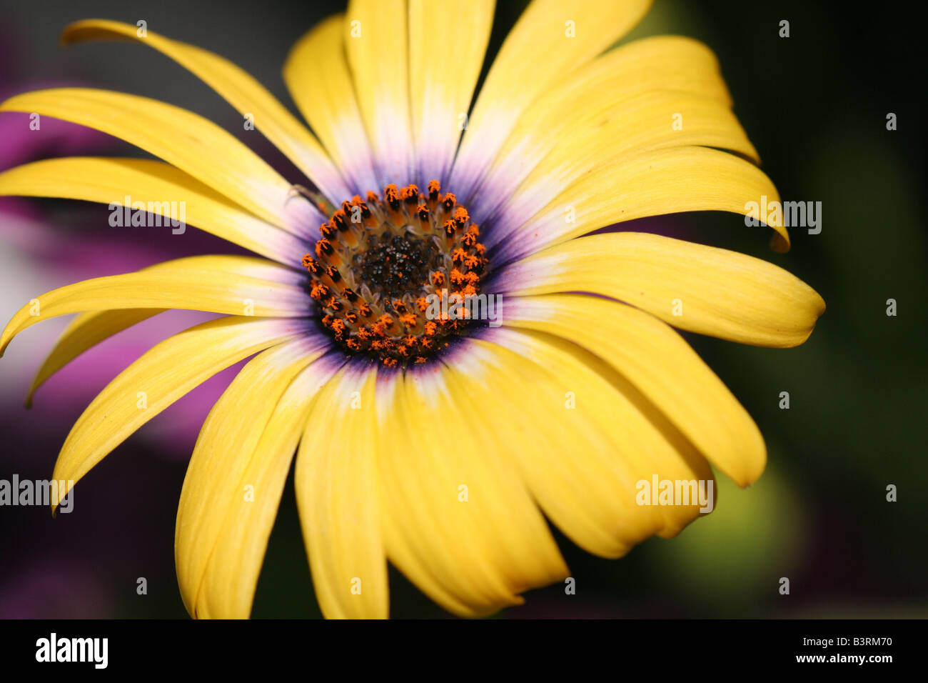 stock photo of a yellow african daisy macro image Stock Photo - Alamy