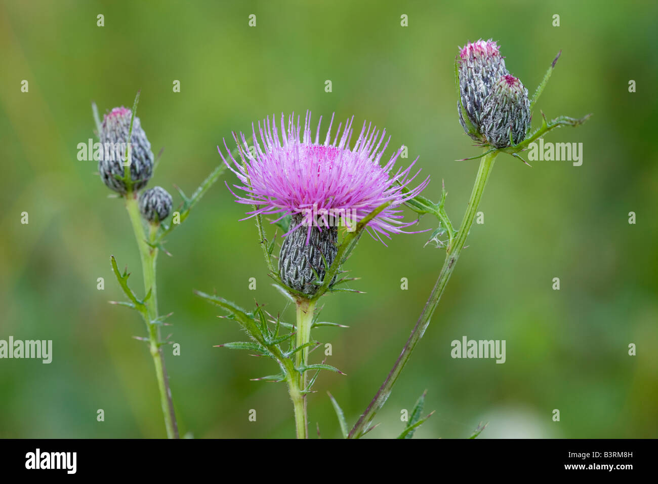 Fen thistle or swamp thistle, Cirsium muticum, Iowa Stock Photo - Alamy