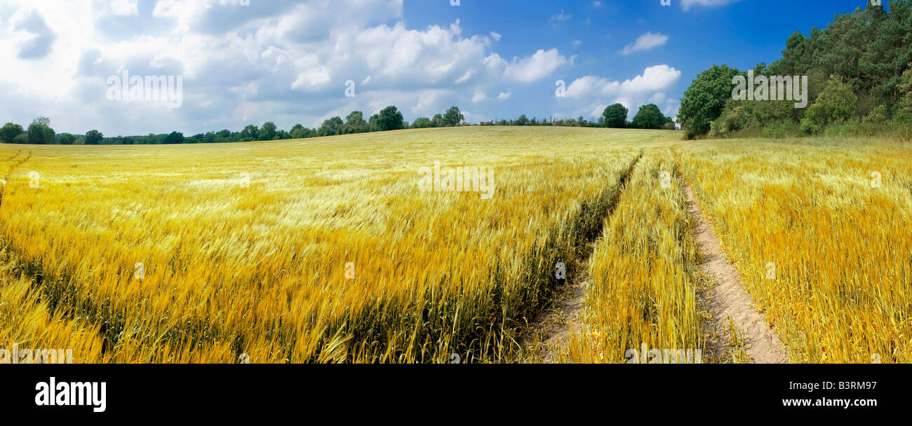 farmland cornfield before harvesting of arable crops Stock Photo - Alamy