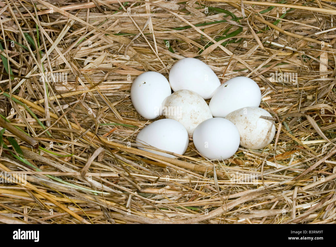 Bobwhite Quail Nest