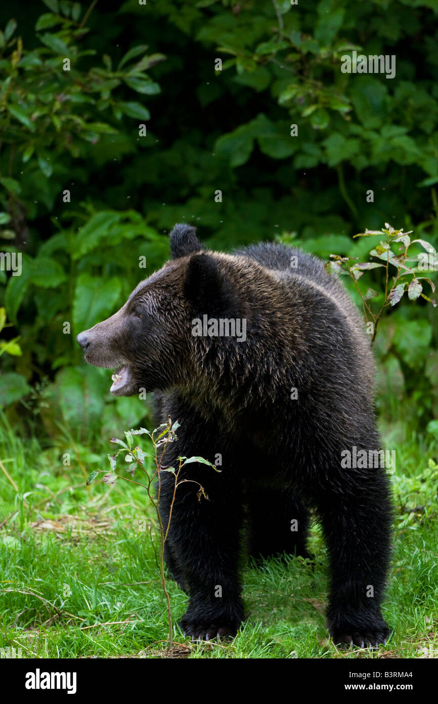 Grizzly Bear cub Stock Photo - Alamy