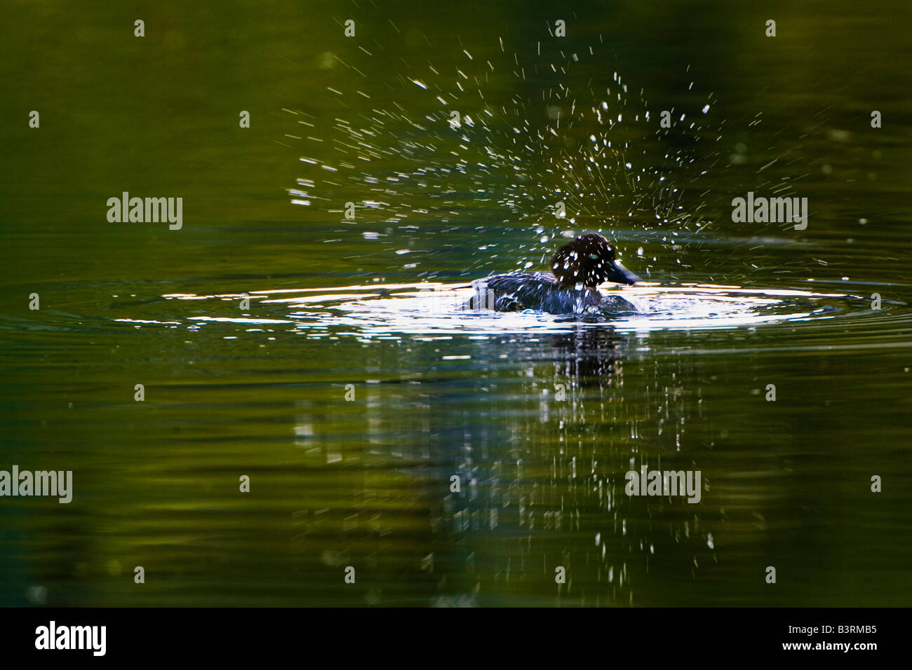 Duck splashing in the water Stock Photo - Alamy