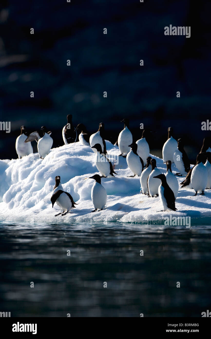 Murres in the arctic hi-res stock photography and images - Alamy