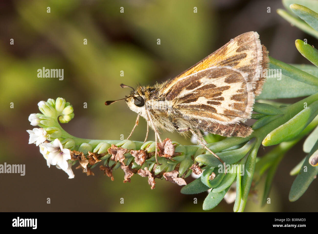 Norae hi-res stock photography and images - Alamy