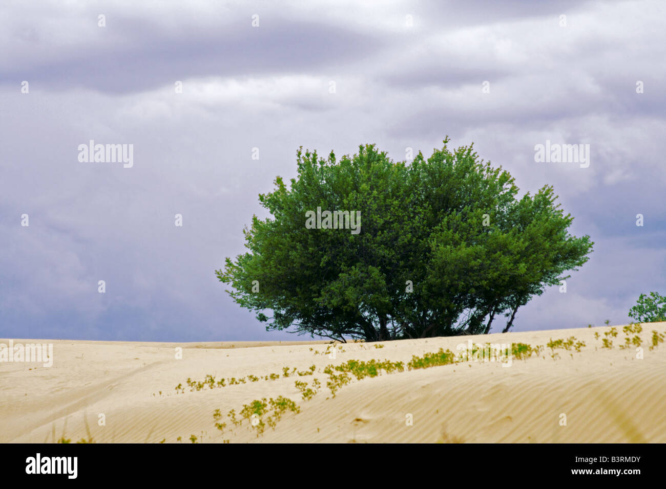 Lone tree under dramatic desert sky in Great Sand Hills in Saskatchewan ...