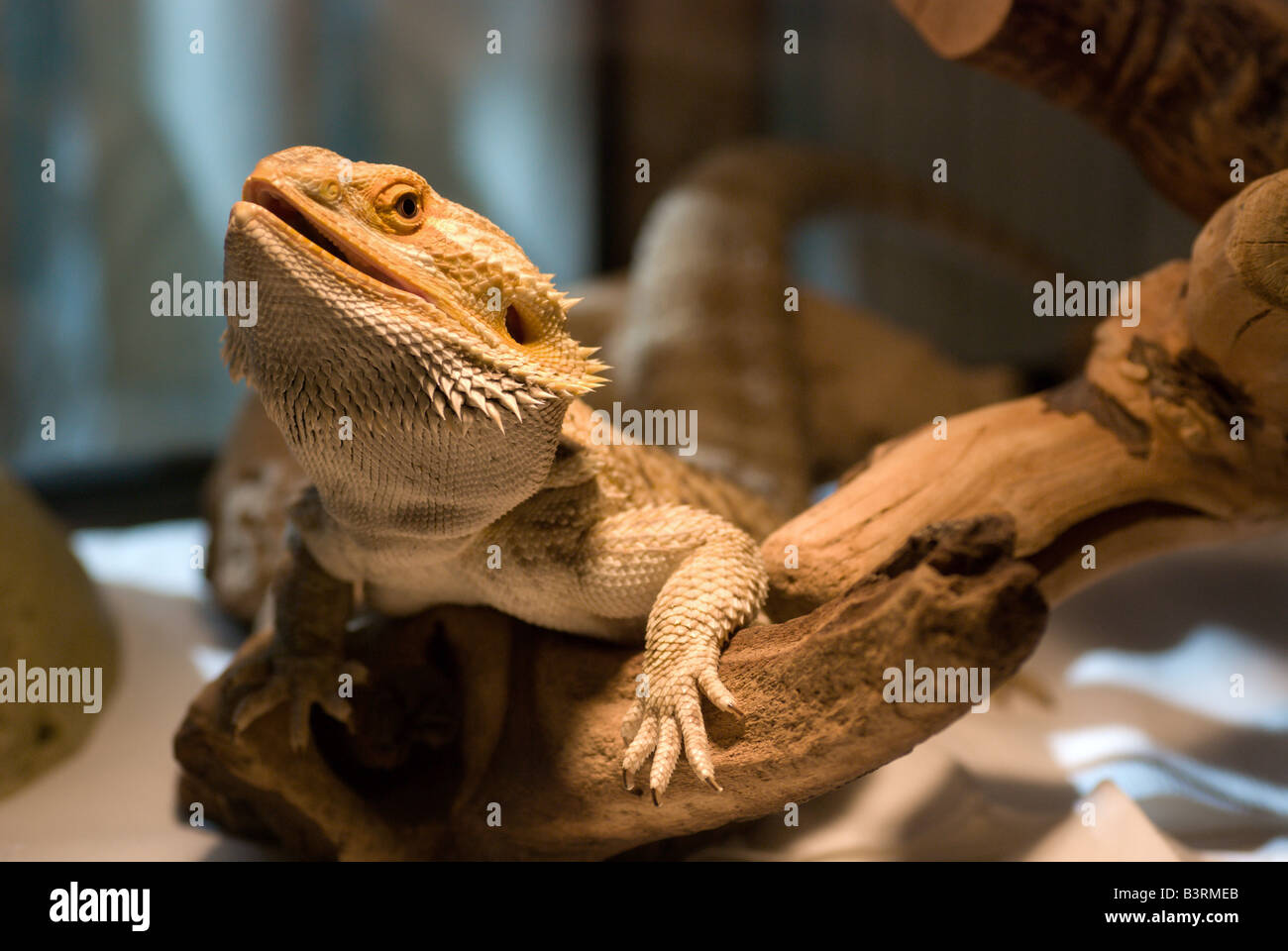Bearded dragon looking at the camera Stock Photo - Alamy