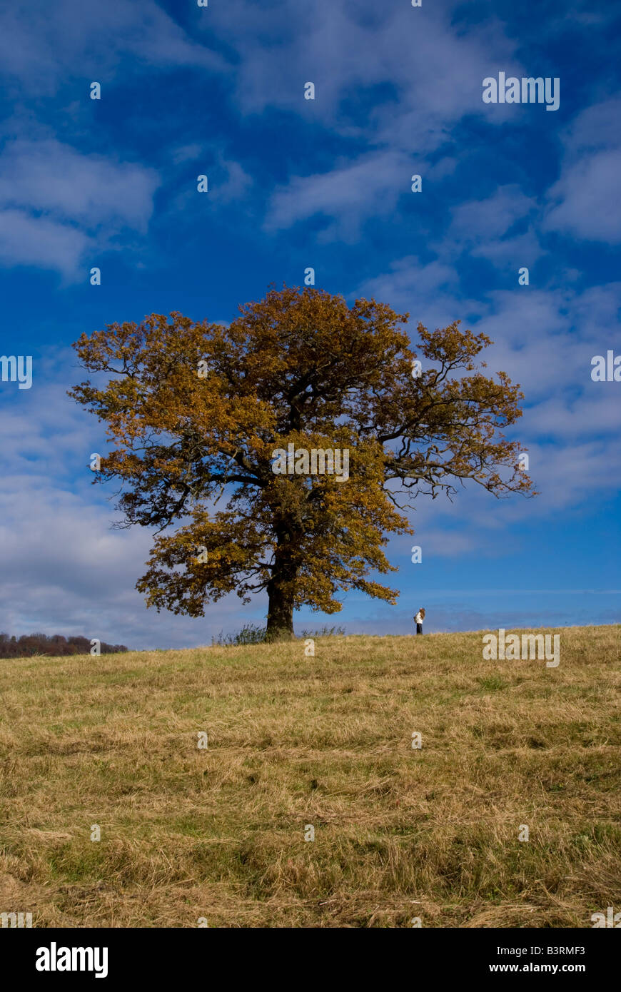 europe uk england surrey oak tree autumn Stock Photo - Alamy