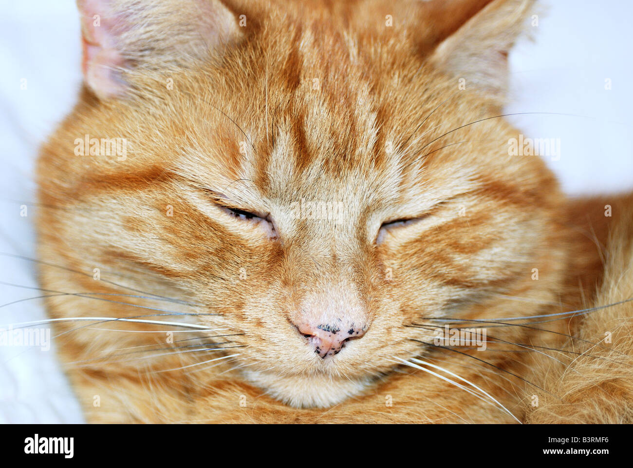 Close up head portrait of a ginger cat with light and dark ginger ...
