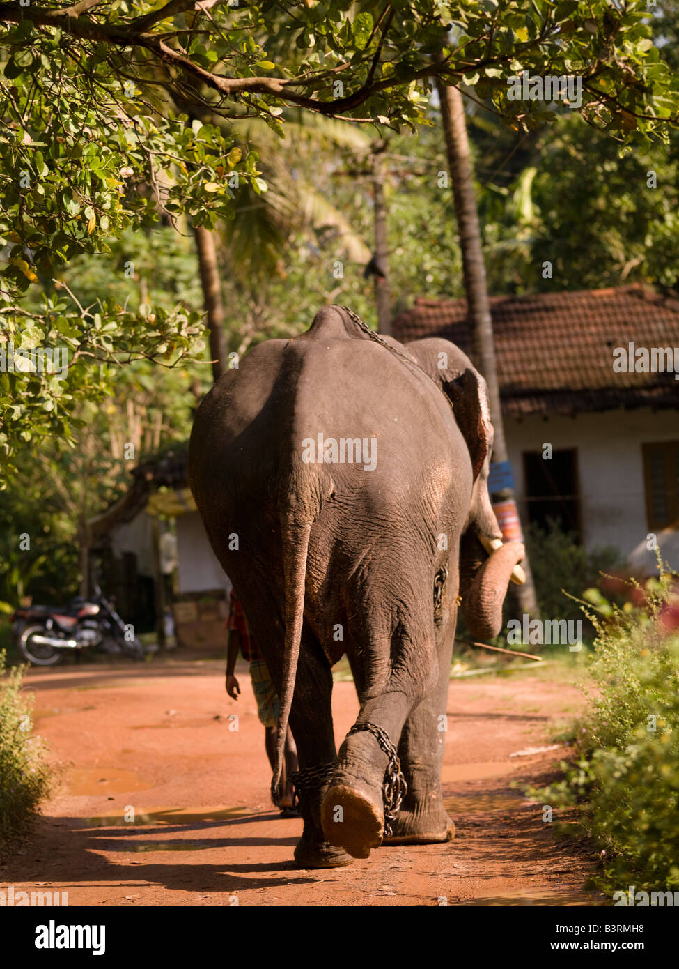 Elephant tails hi-res stock photography and images - Alamy