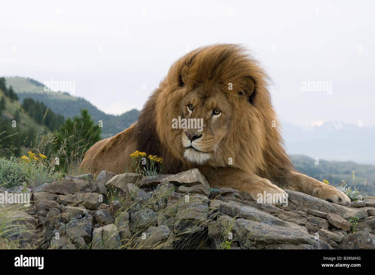Terrestrial carnivorous mammals hi-res stock photography and images - Alamy