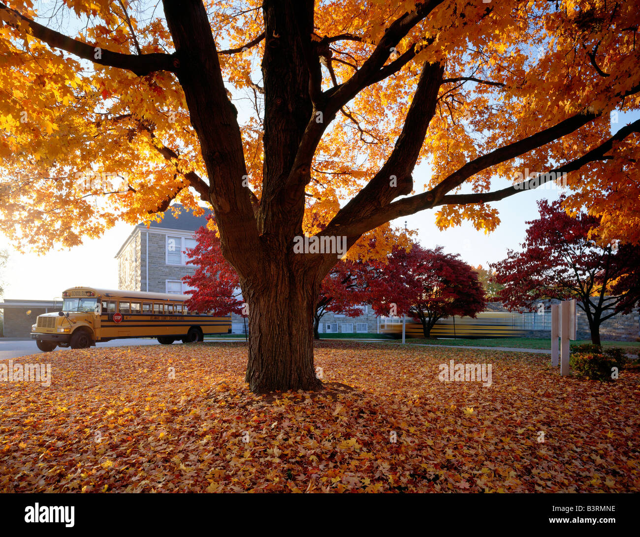 School bus at an elementary school. A large oak tree is in full autumn ...
