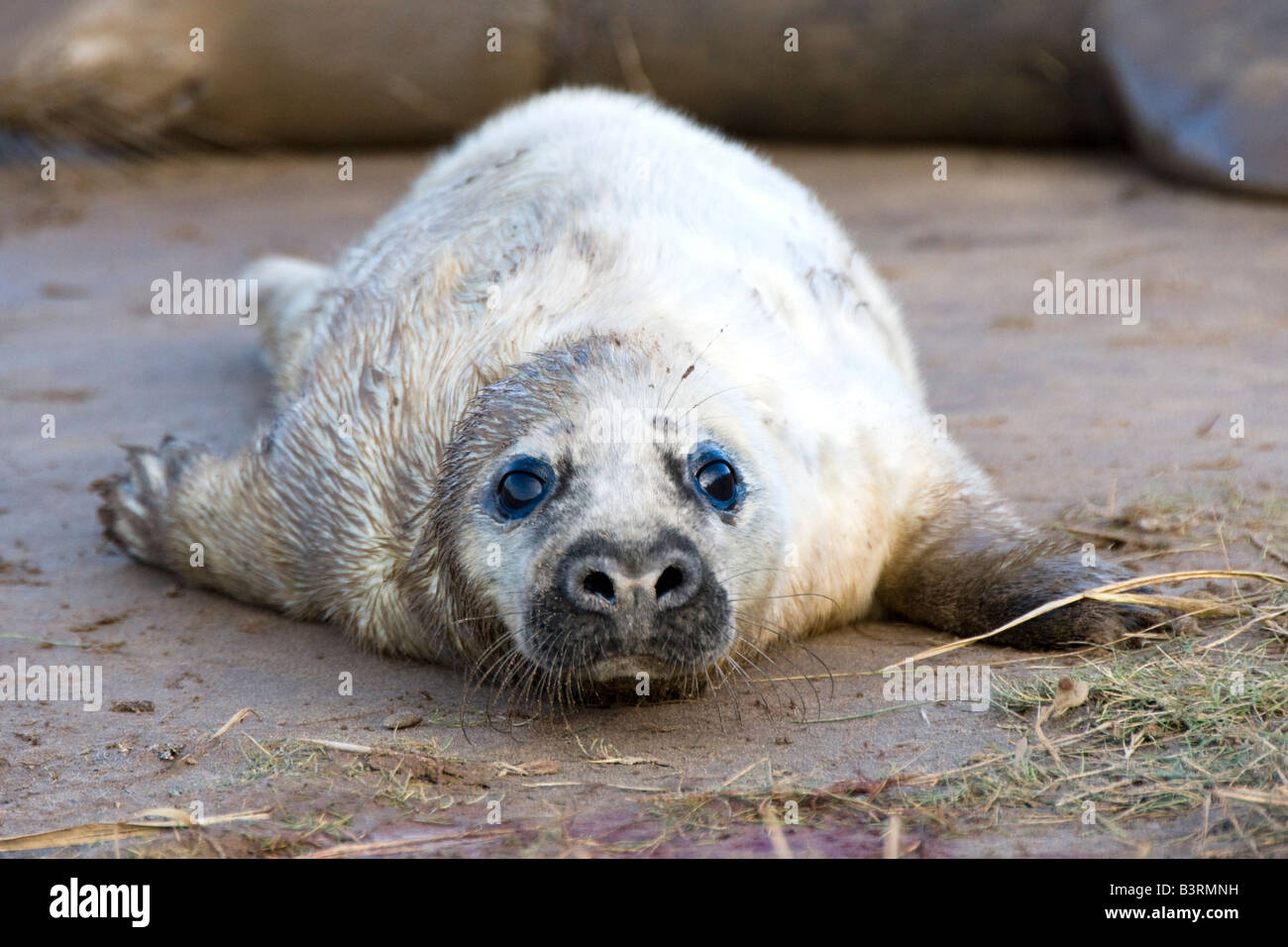 Solemn seal hi-res stock photography and images - Alamy