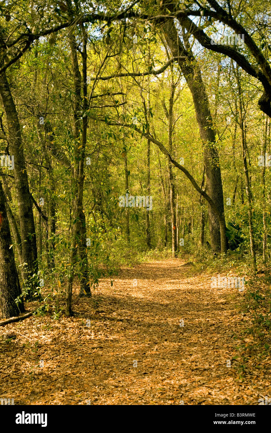 Florida Trail Hike through the Etoniah Creek State Forest in north ...