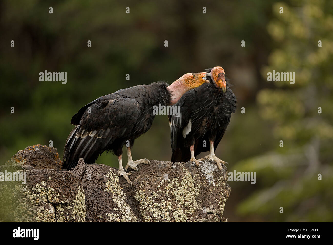 California Condors (Gymnogyps californianus) Two perched on cliff ...