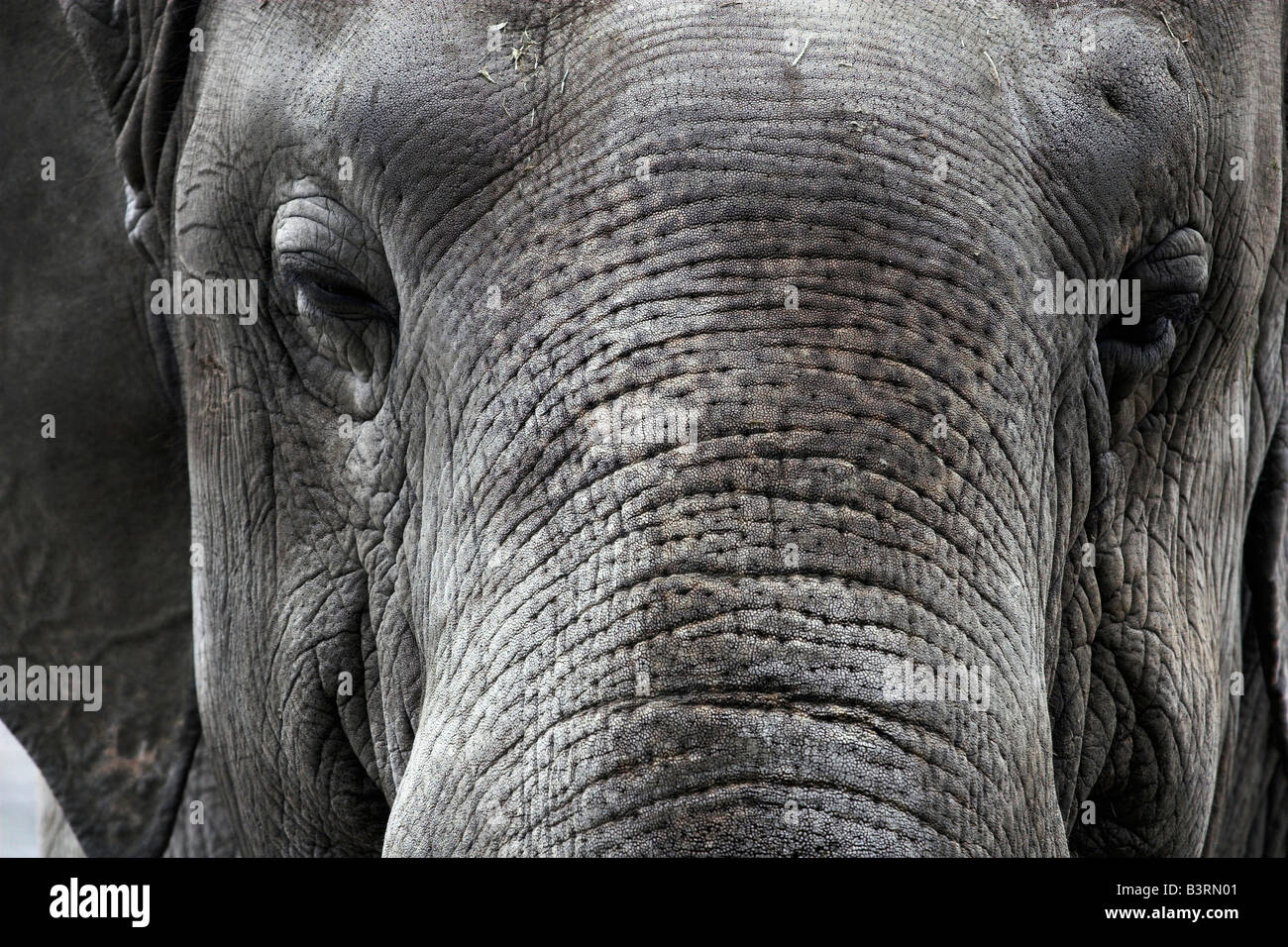 An elephant poses for a headshot Stock Photo - Alamy