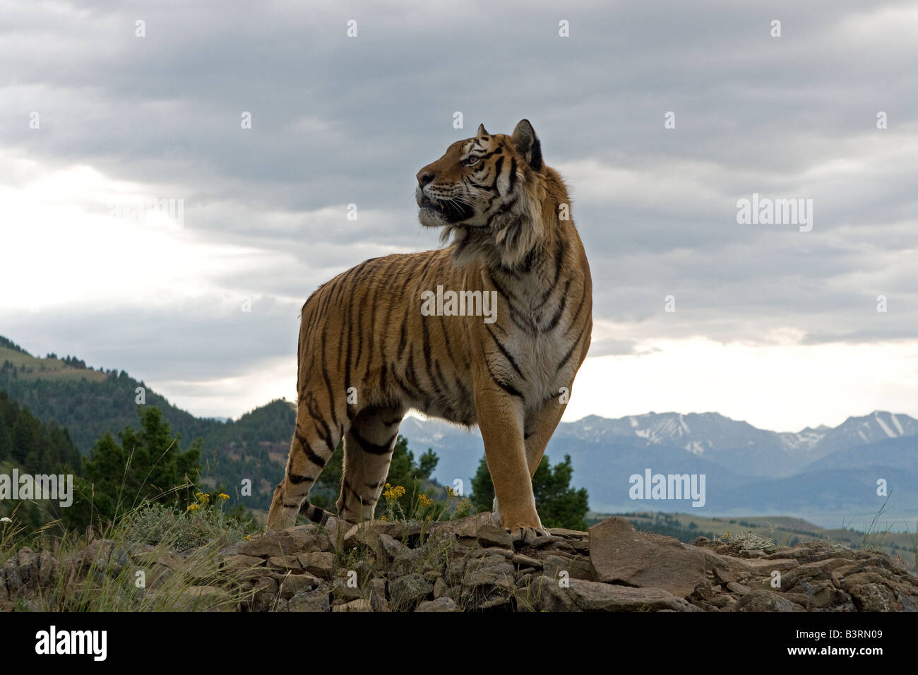 Siberian tiger on a rocky ledge Stock Photo - Alamy