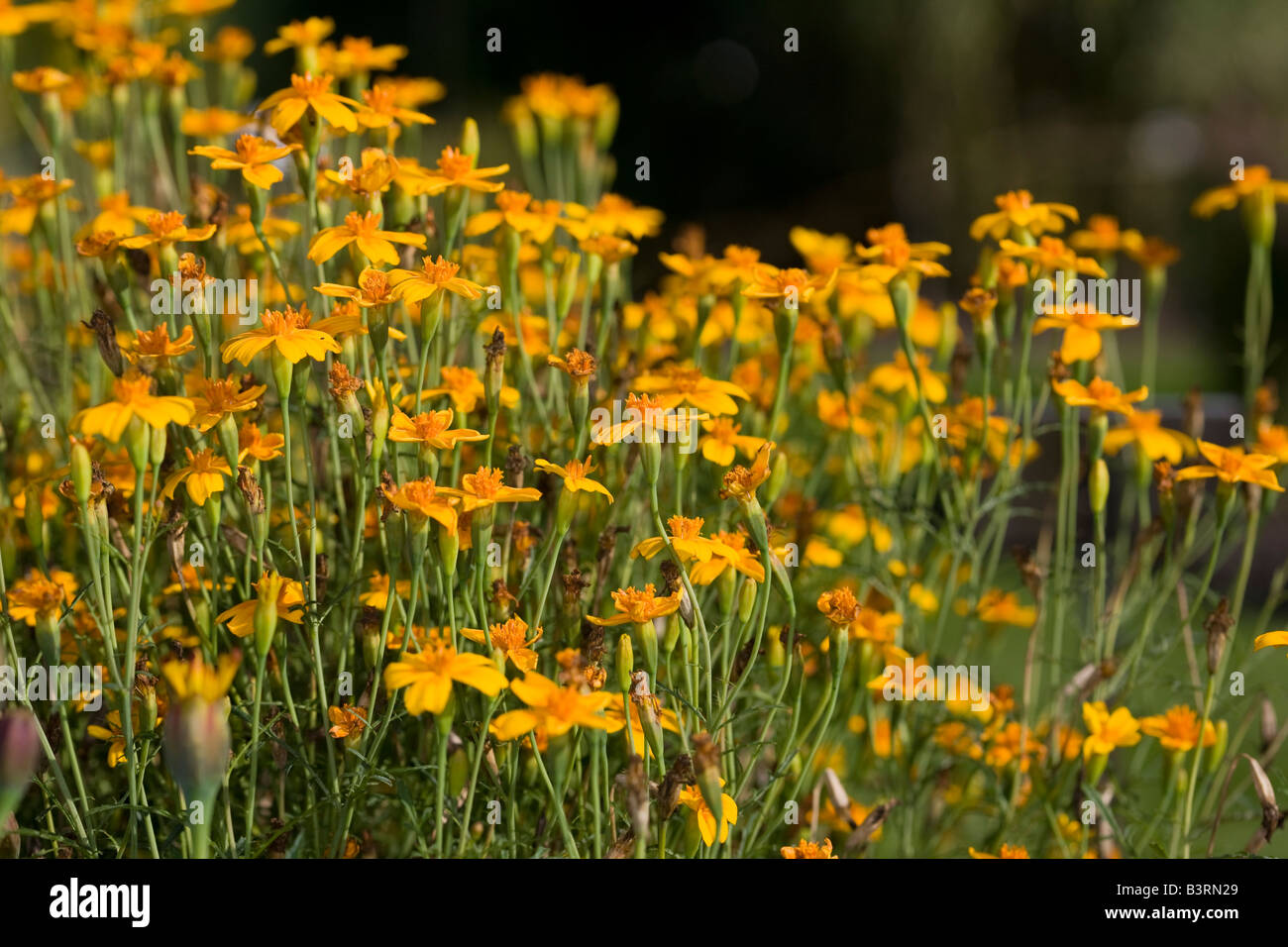 Tagetes tenuifolia hi-res stock photography and images - Alamy