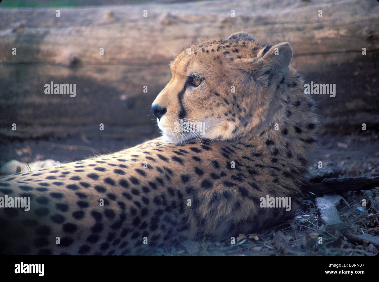 Cheetah in the morning sun Stock Photo - Alamy