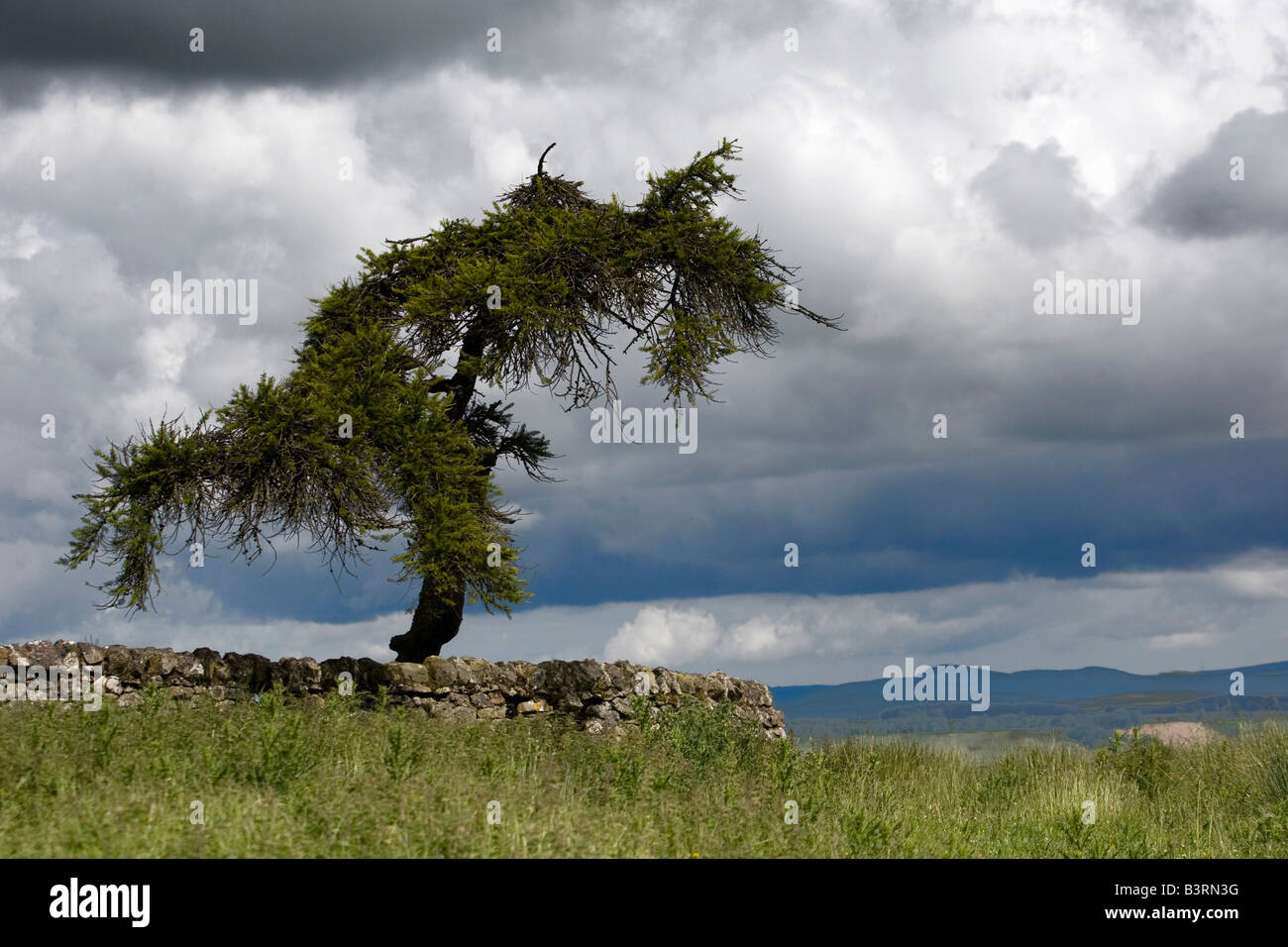 Tree behind stone fence, Northumberland, England Stock Photo - Alamy