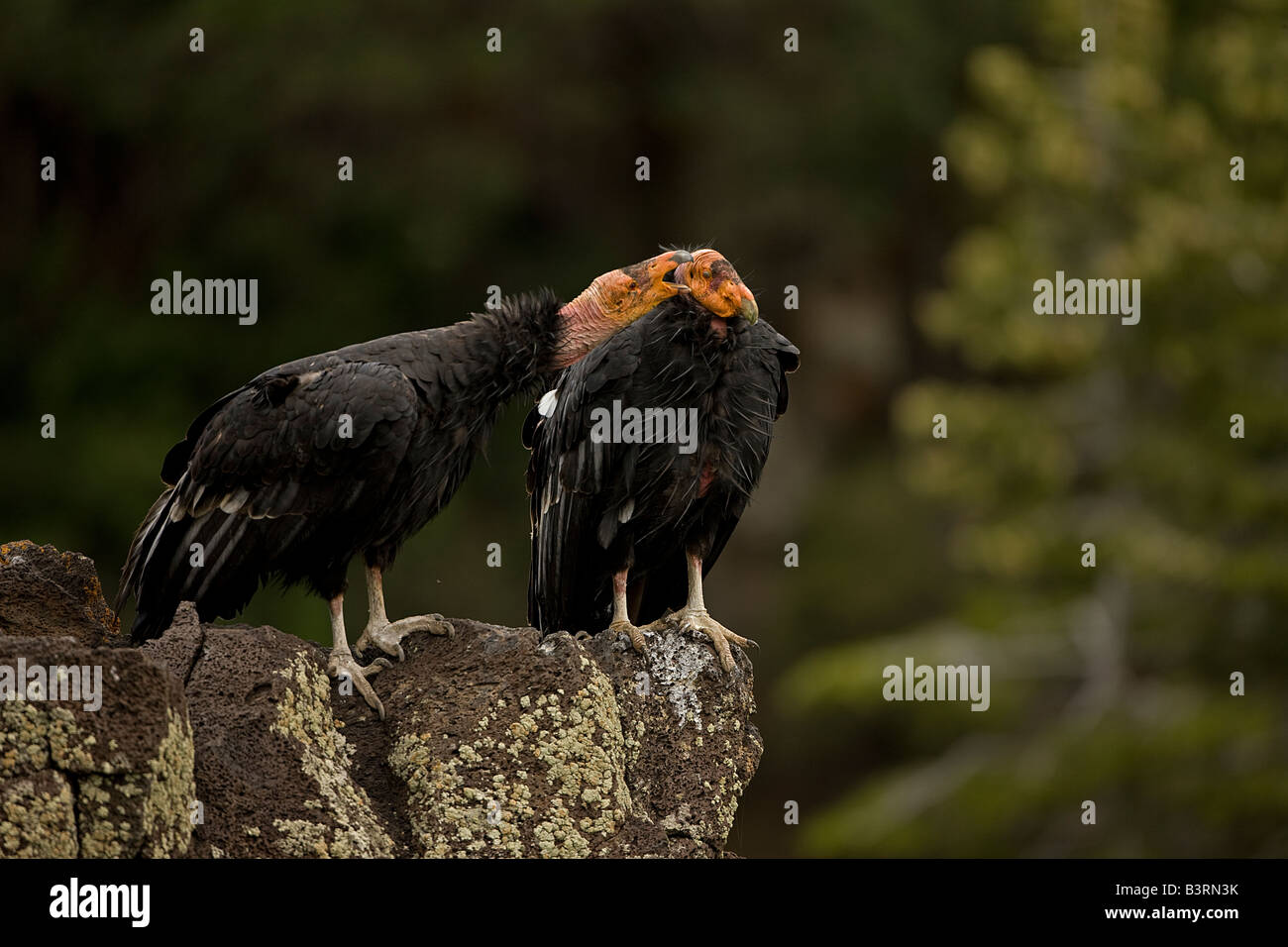California Condors (Gymnogyps californianus) Two perched on cliff ...