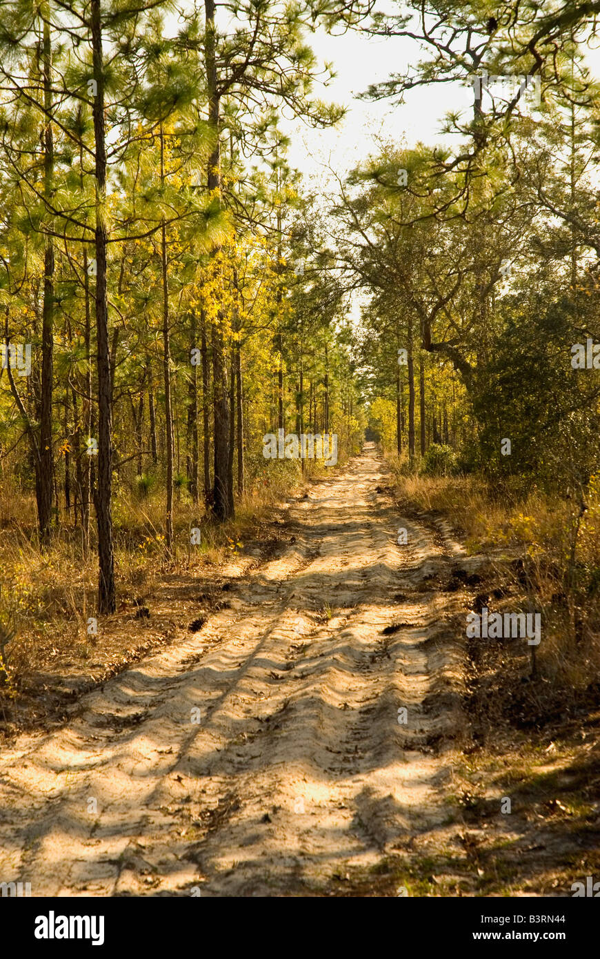 Sandy forest road Gold Head Branch State Park Florida, jeep trail ...