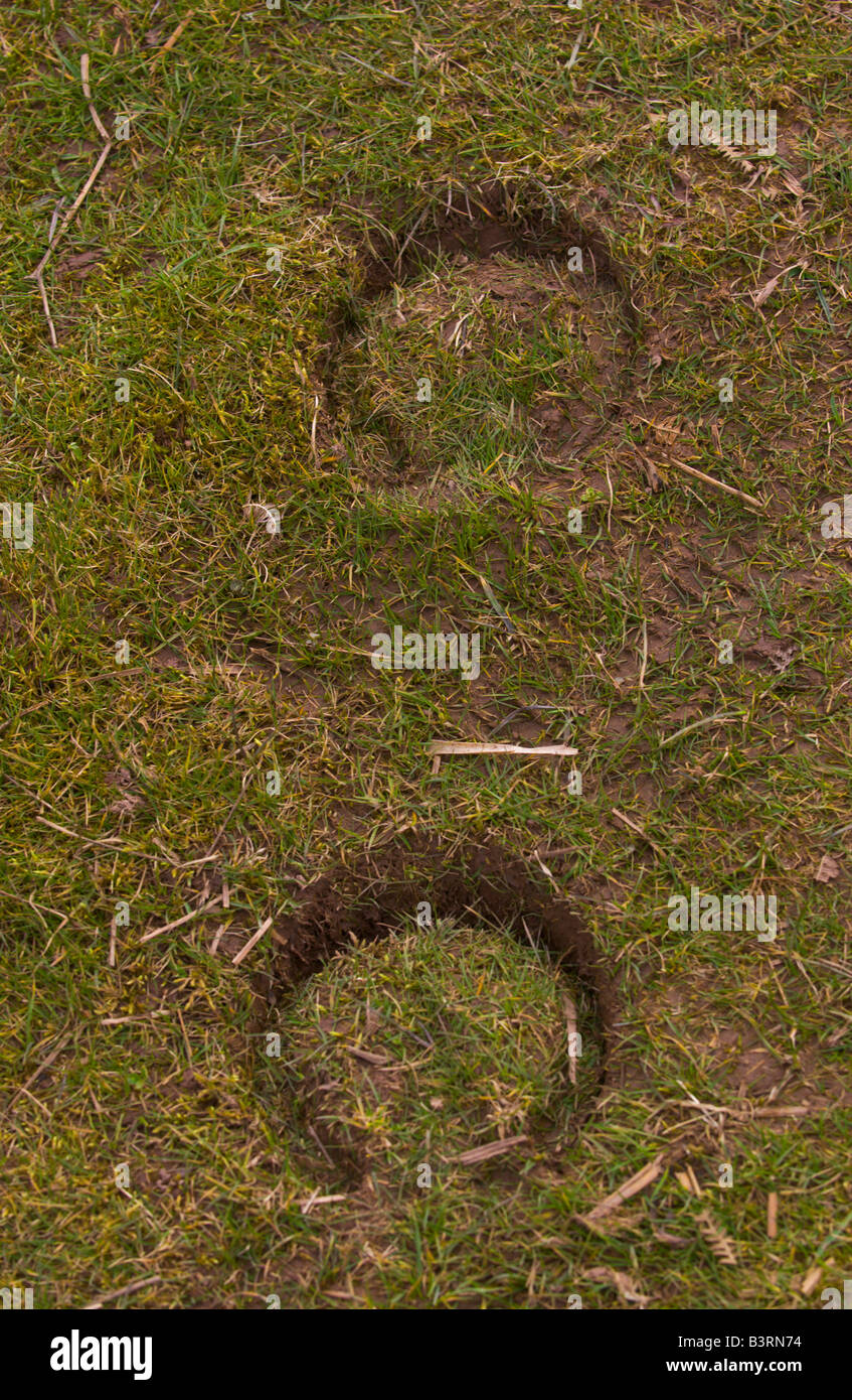 Tracks horse two hi-res stock photography and images - Alamy