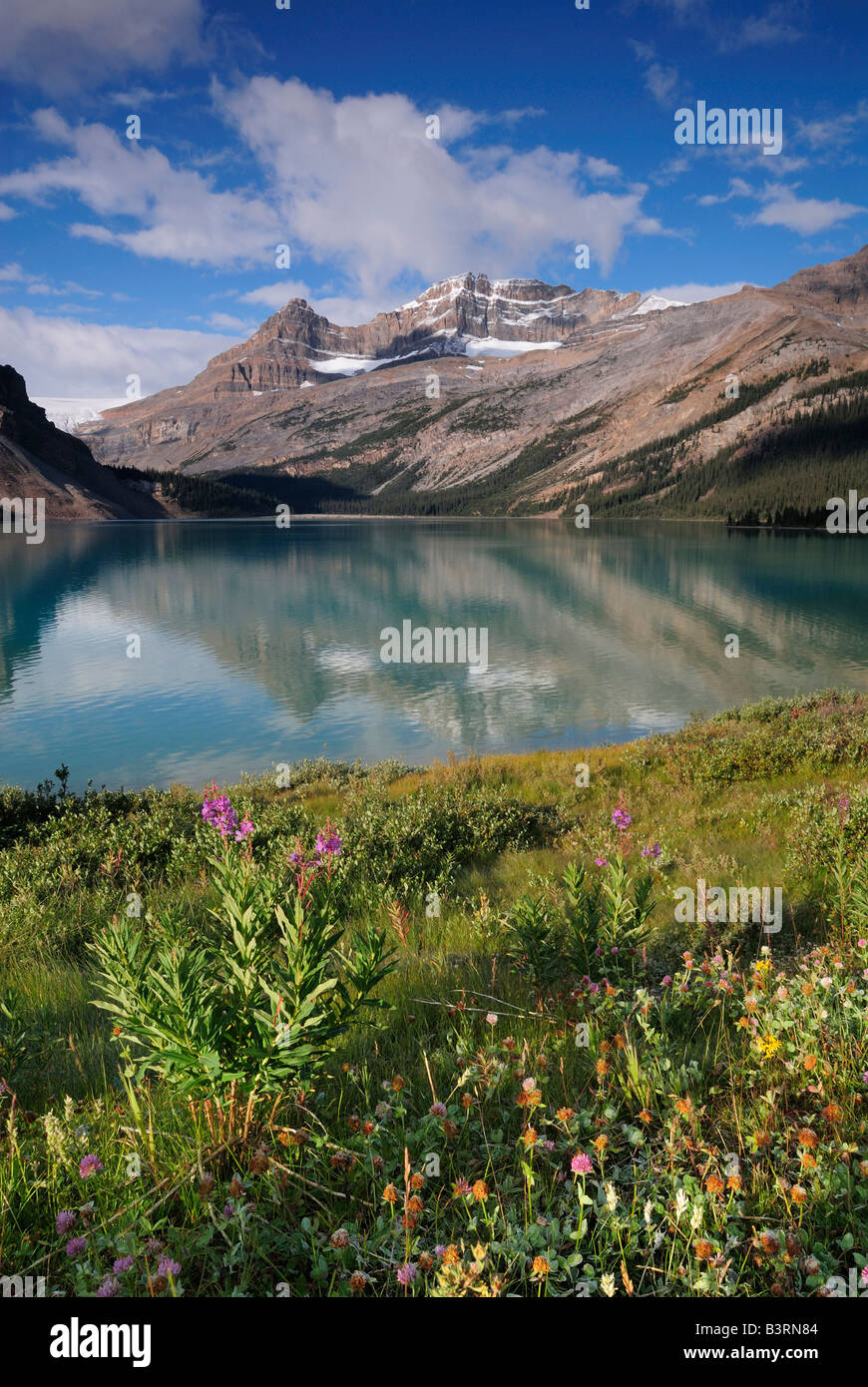 Wildflowers at Bow Lake in Canadian Rocky Mountains Stock Photo - Alamy