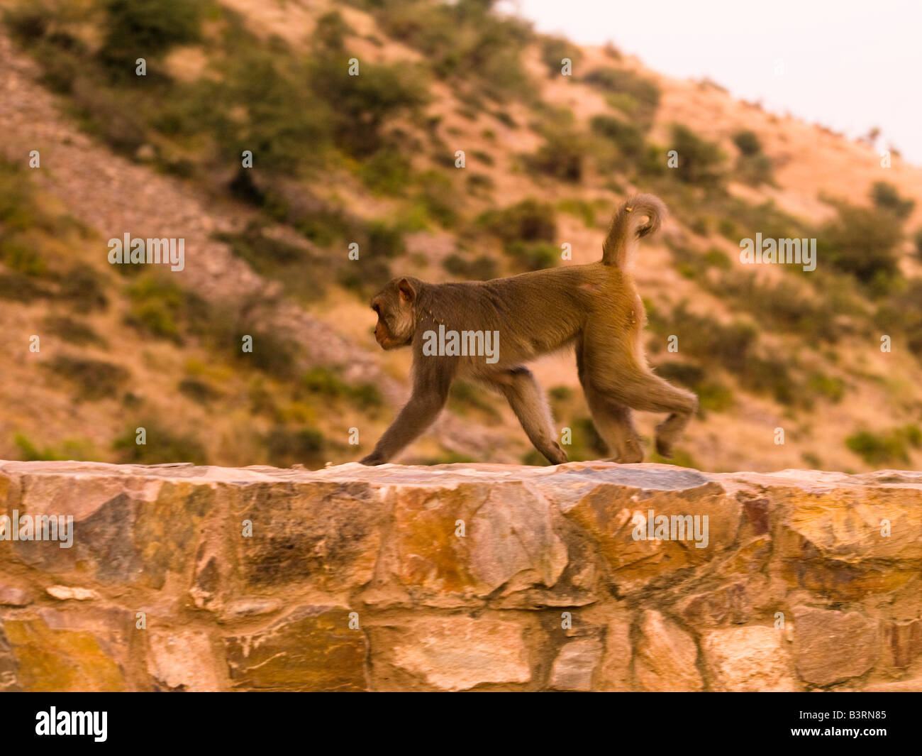 Monkey walking along the top of a wall Stock Photo - Alamy