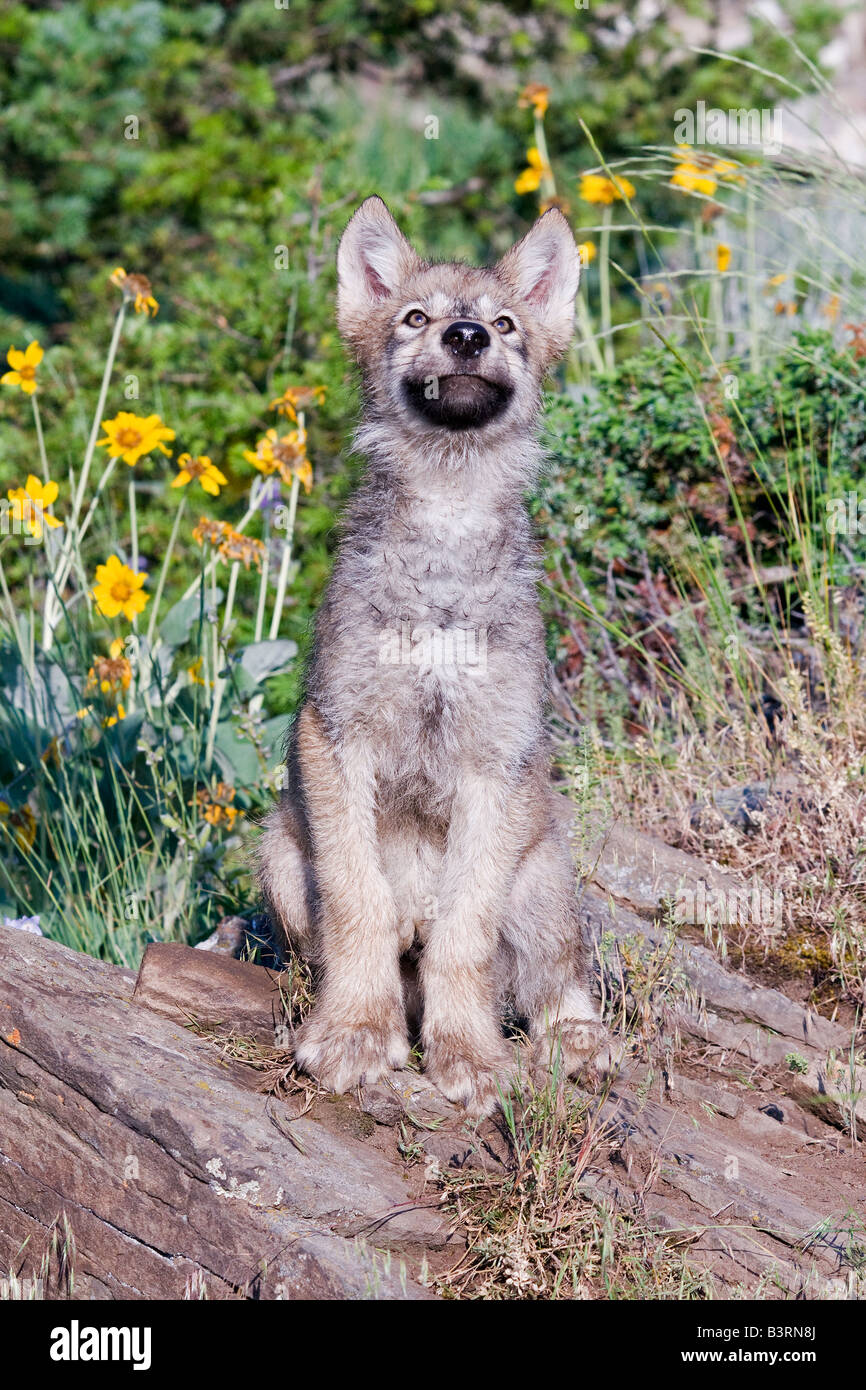Grey Wolf pup on a rocky ledge Stock Photo - Alamy