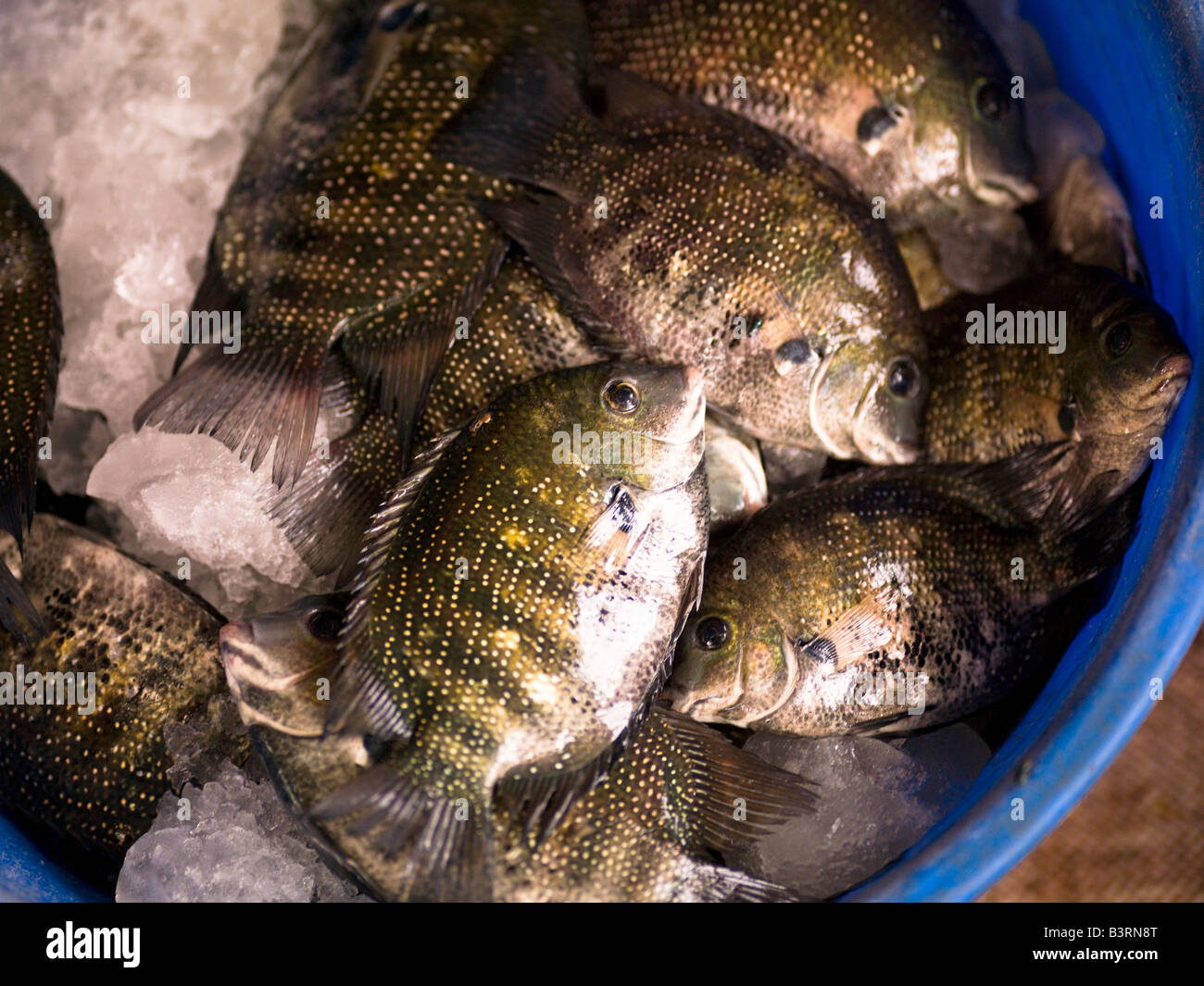 Fish buckets hi-res stock photography and images - Alamy