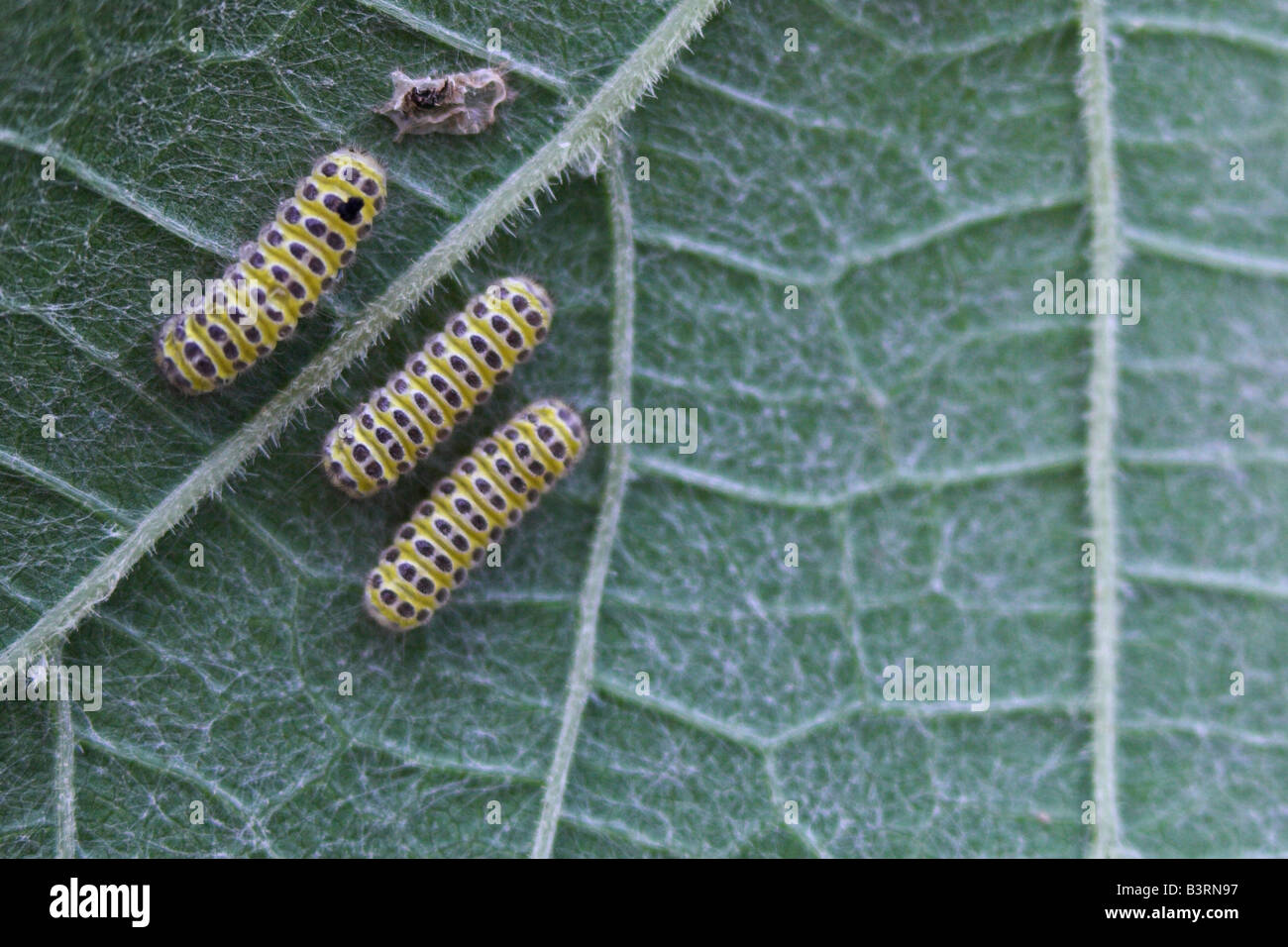 The Grapeleaf Skeletonizer (Harrisina americana) does massive damage to ...