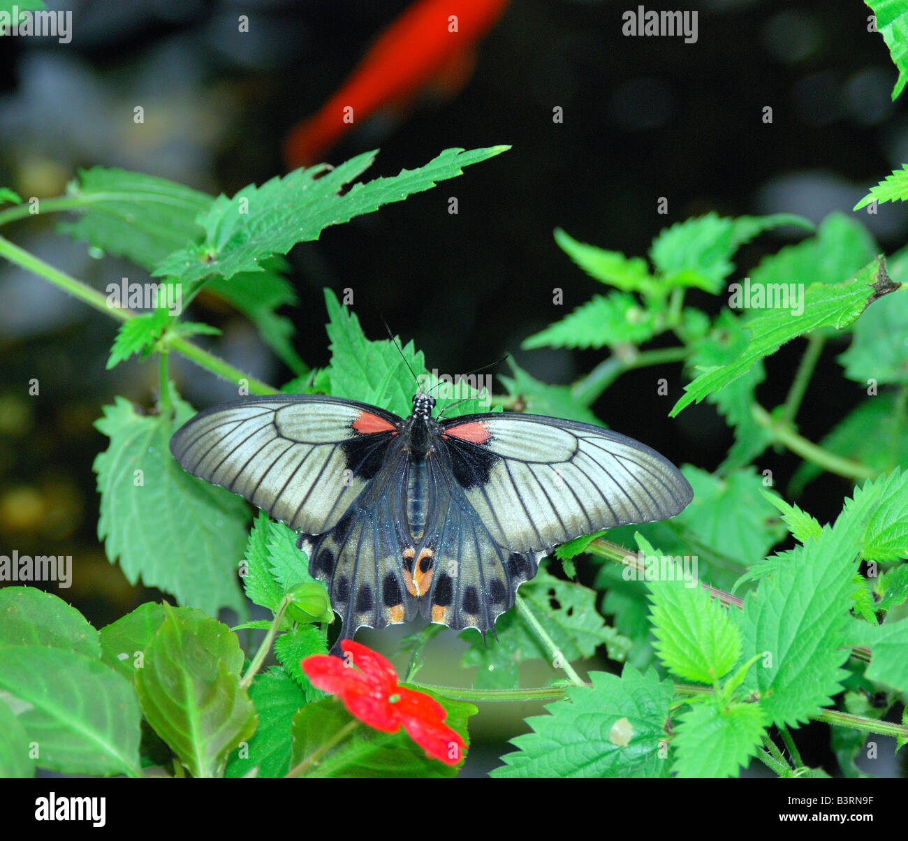 Female Great Mormon tropical swallowtail butterfly Papilio memnon ...