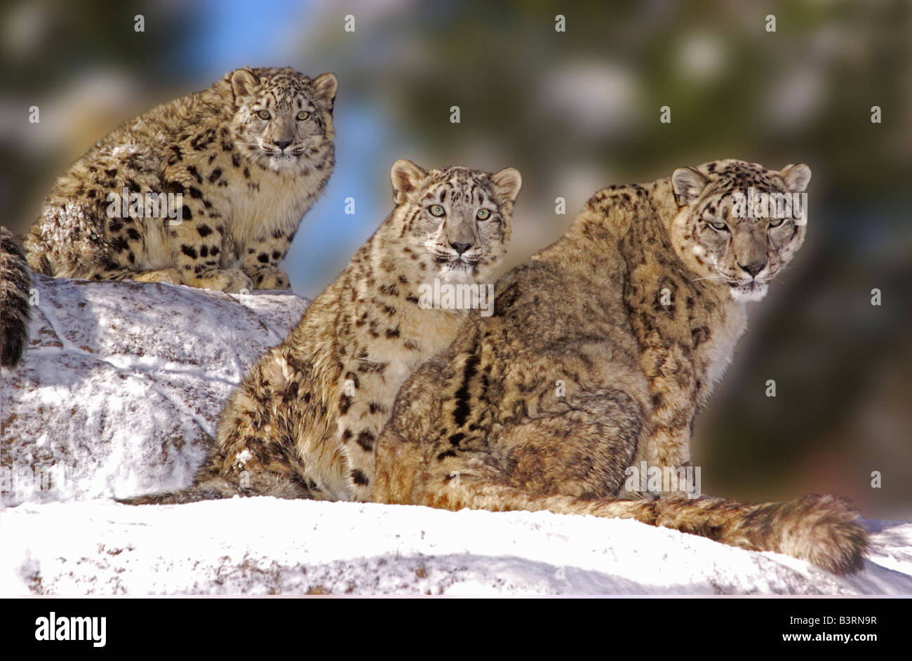 Snow Leopard Hunting