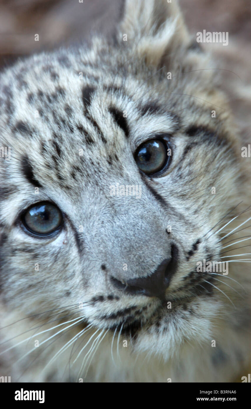 Baby snow leopard hi-res stock photography and images - Alamy