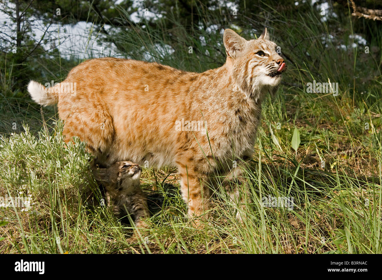 Bobcat kitten with his mother Stock Photo - Alamy
