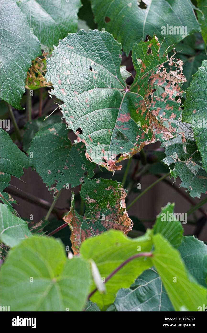 Massive Damage High Resolution Stock Photography and Images - Alamy