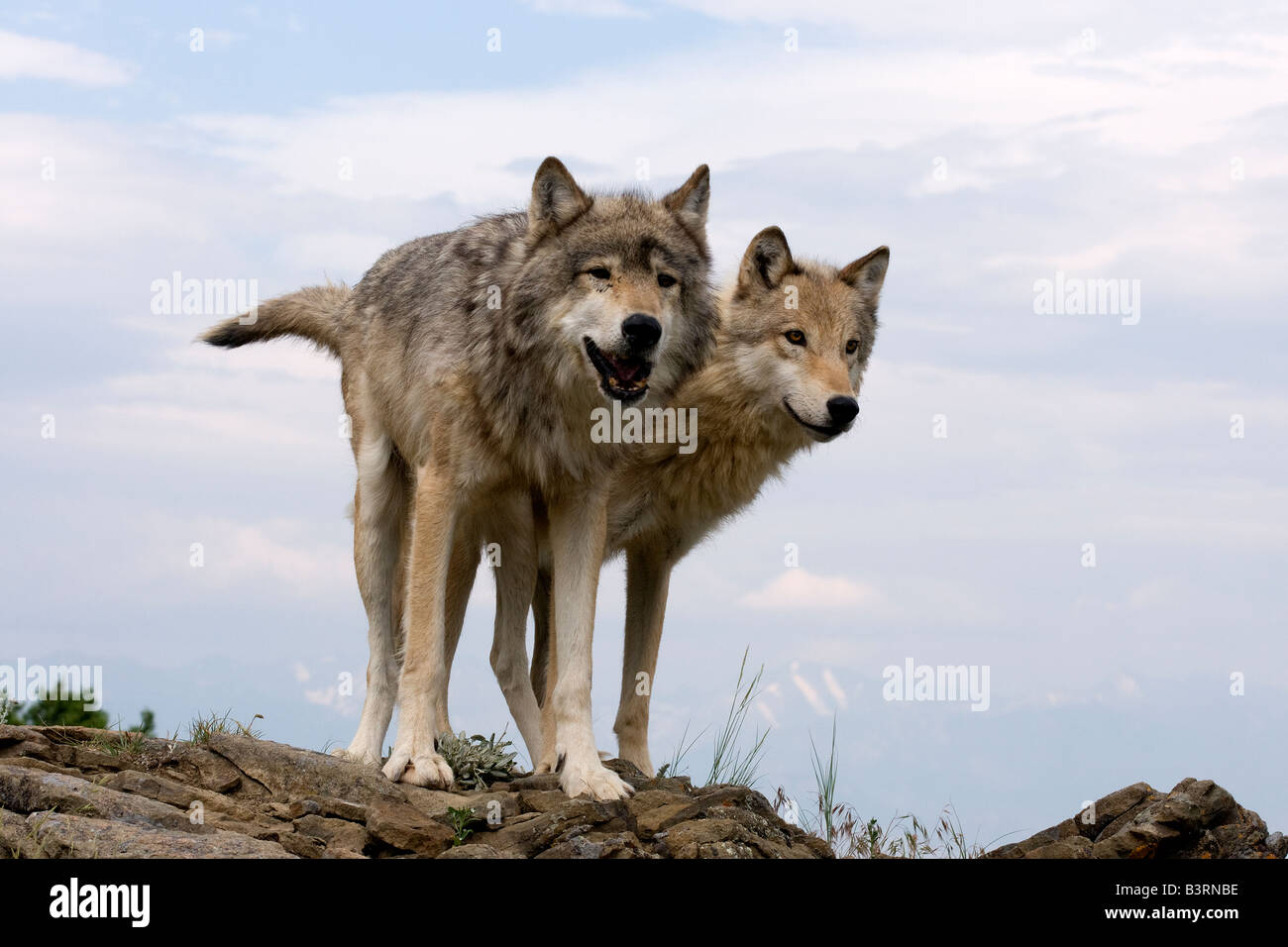 Grey Wolves on a rocky ledge in the Montana mountains Stock Photo - Alamy