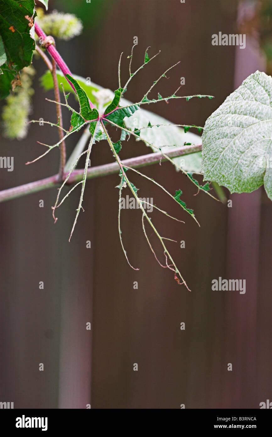 The Grapeleaf Skeletonizer (Harrisina americana) does massive damage to ...