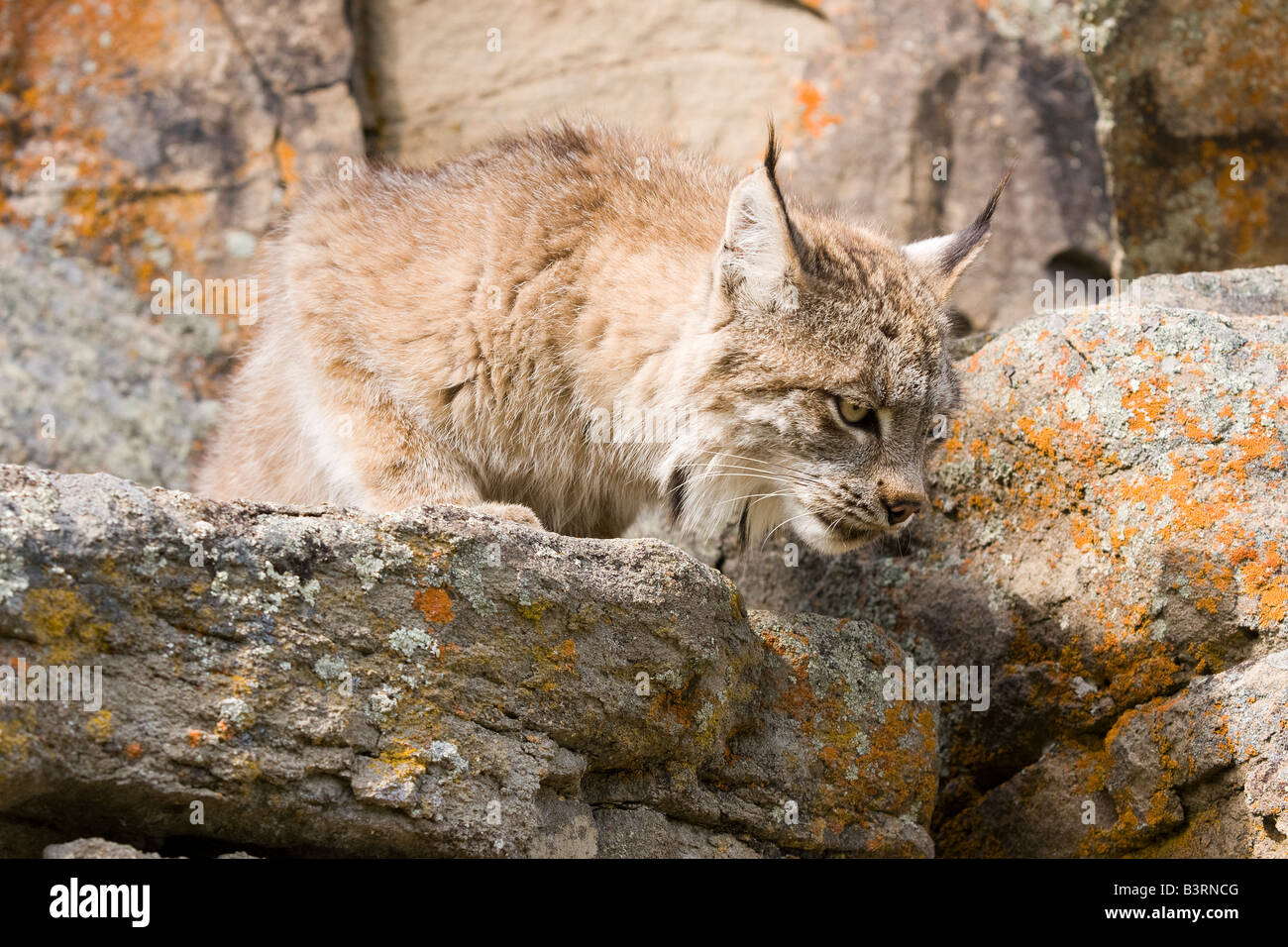 Pictures lynx hi-res stock photography and images - Alamy