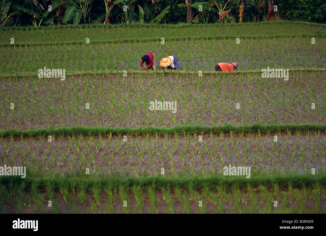 Rice padi farmers, Bali Indonesia Stock Photo - Alamy