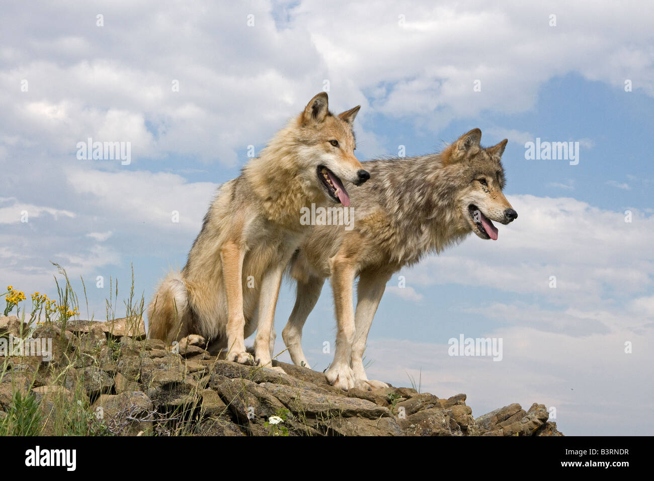 Mountains wolves hi-res stock photography and images - Alamy