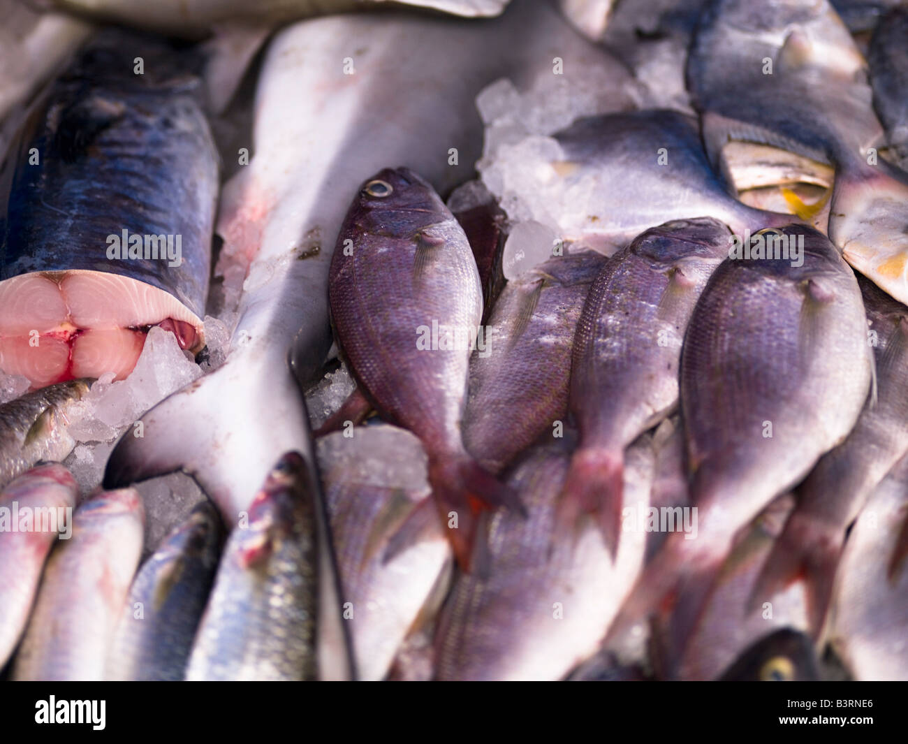 Kerala cochin fish market hi-res stock photography and images - Alamy