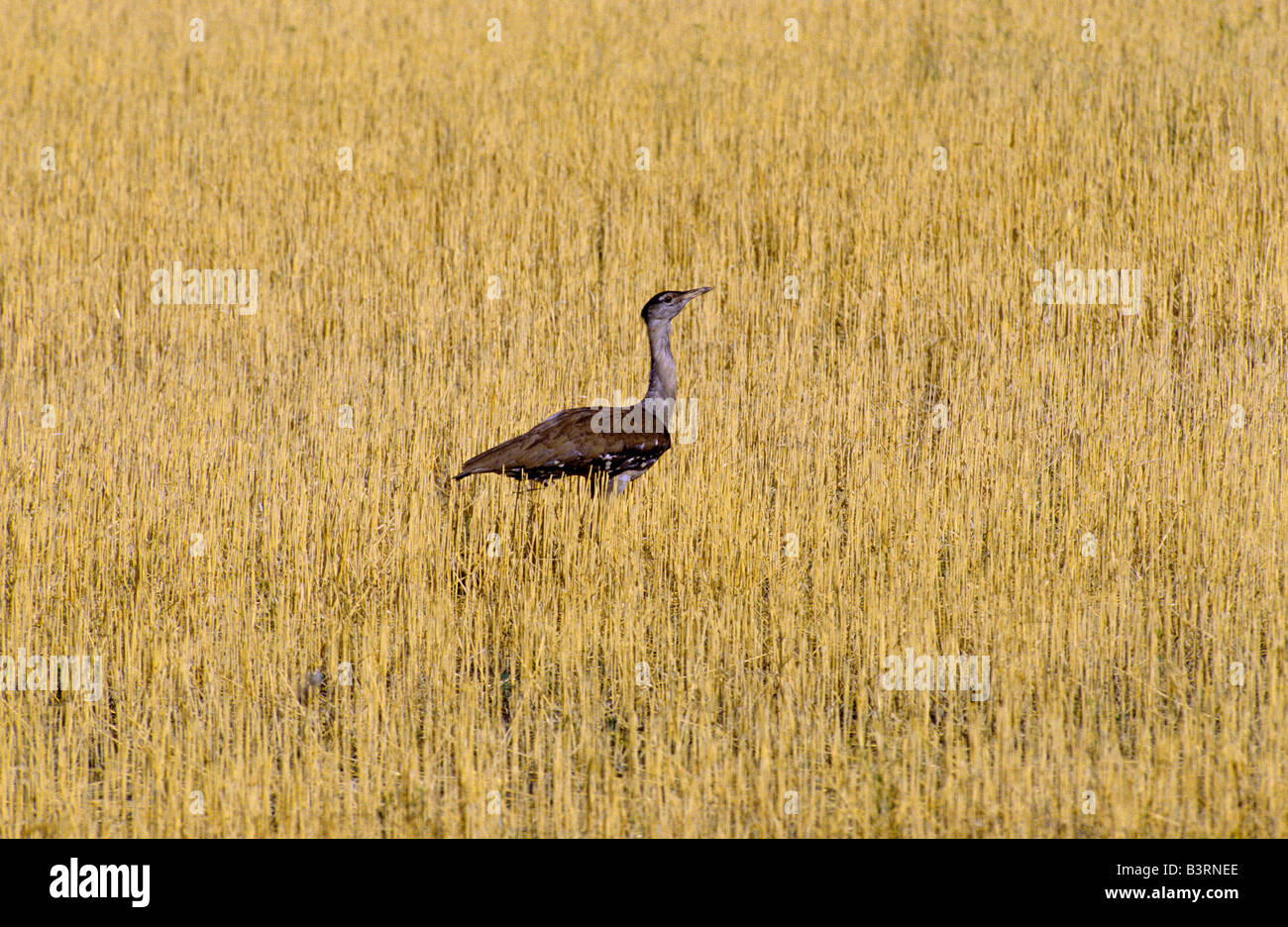 Australian Bustard [Plains Turkey] Australia Stock Photo - Alamy