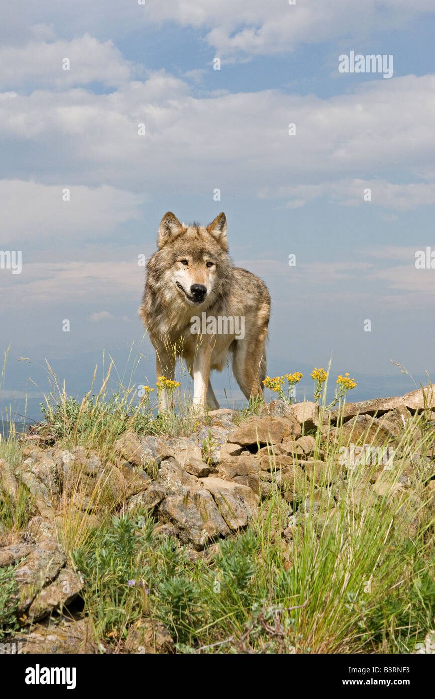 Grey Wolf on a rocky ledge in the Montana mountains Stock Photo - Alamy