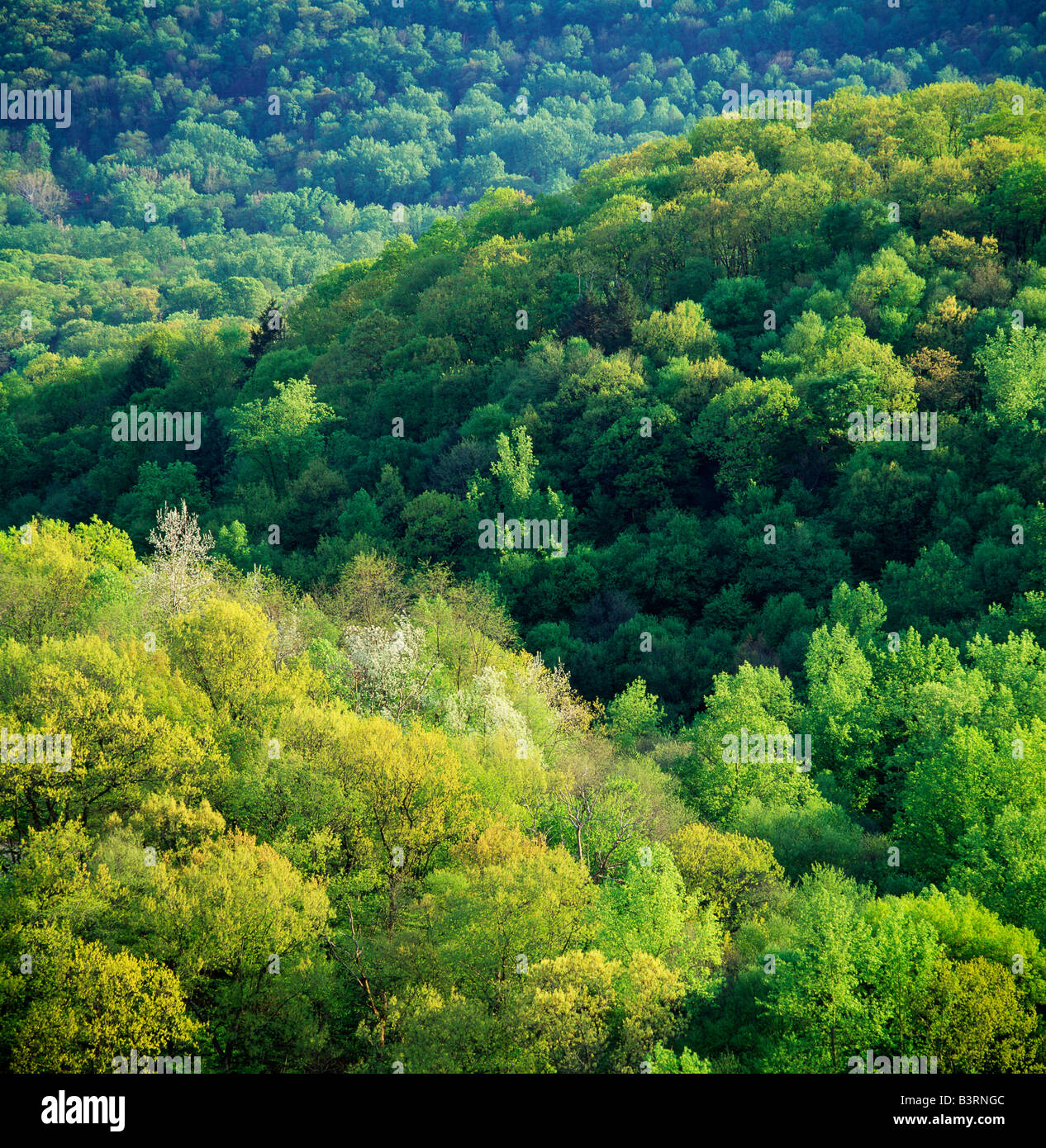 FOLIAGE GREEN WITH SPRING NEAR MUDDY RUN RESERVOIR & SUSQUEHANNOCK ...