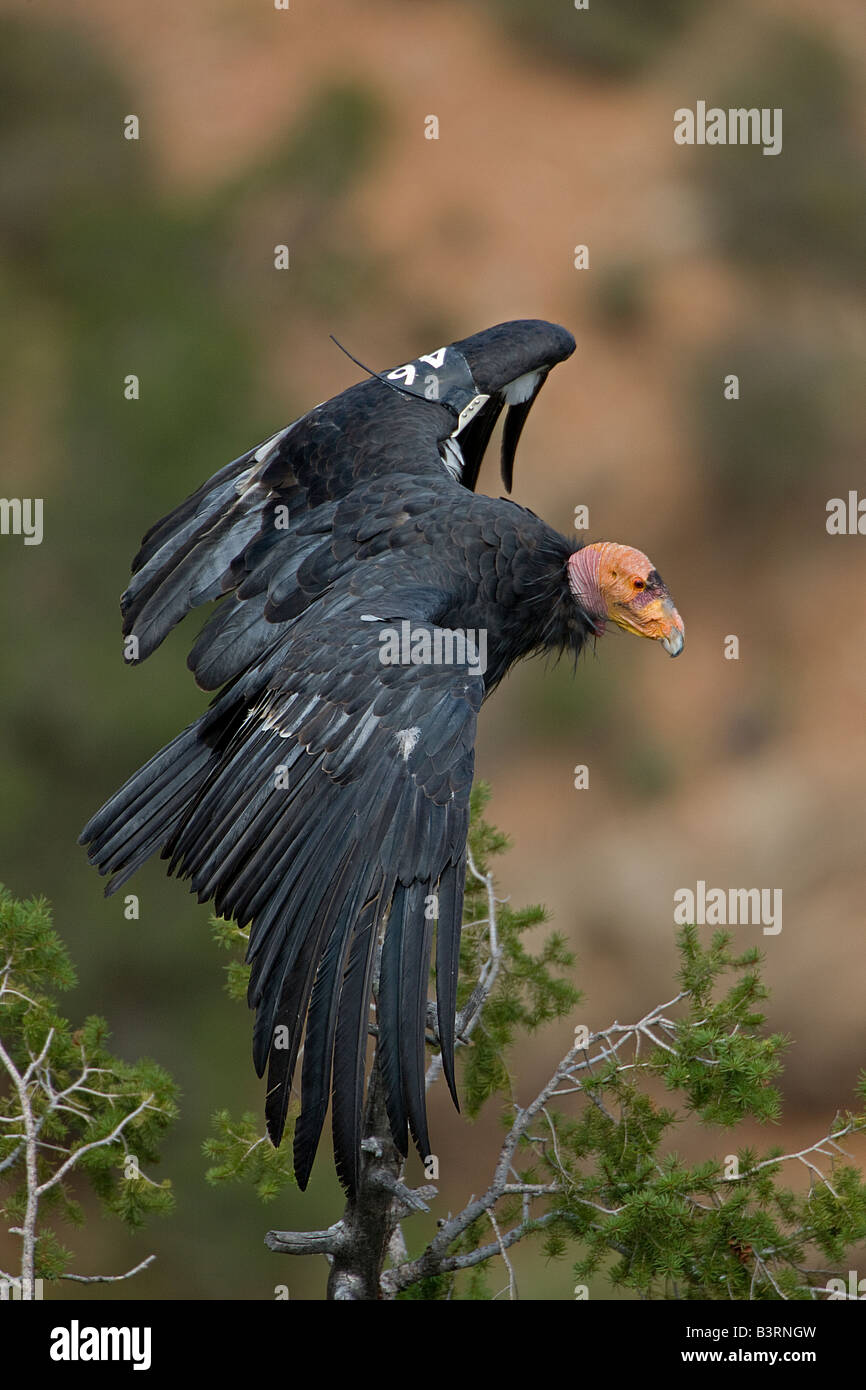 California Condor (Gymnogyps californianus) Utah - Endangered species ...